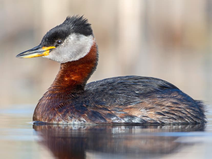 Red-necked Grebe | Birdfact