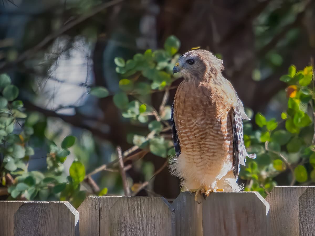 Red-Shouldered Hawk Nesting: A Complete Guide | Birdfact