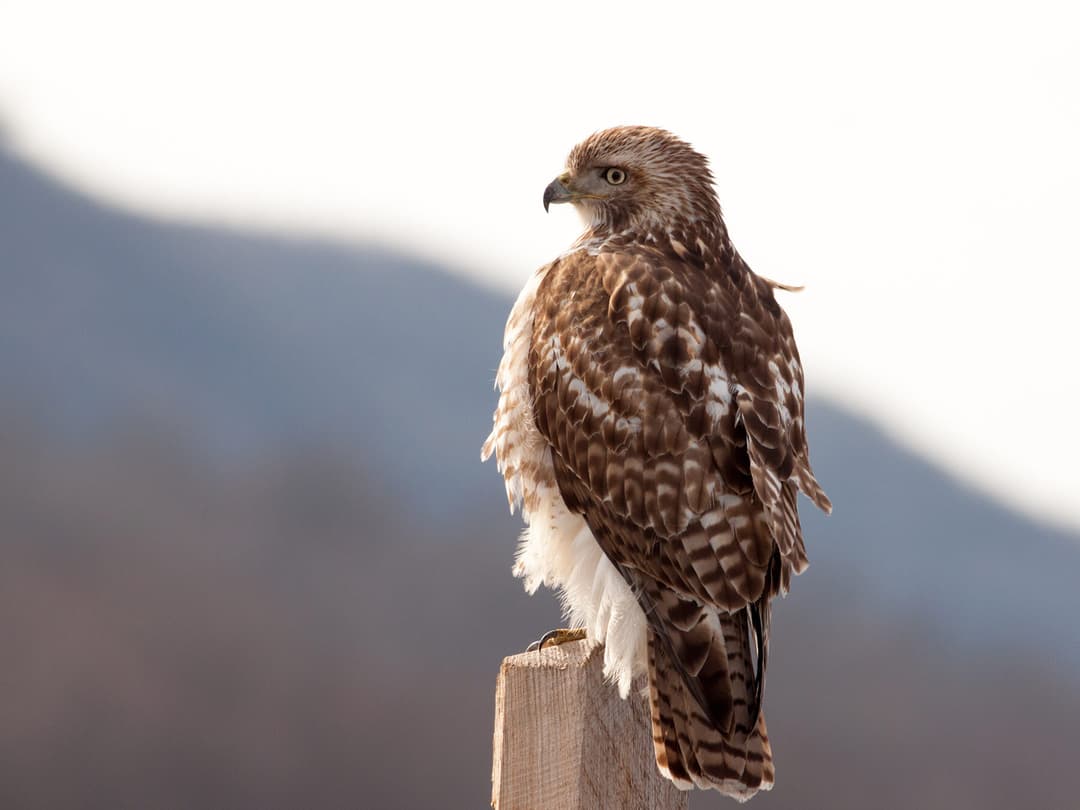 How Long Do Red-Tailed Hawks Live? (Red-tailed Hawk Lifespan) | Birdfact