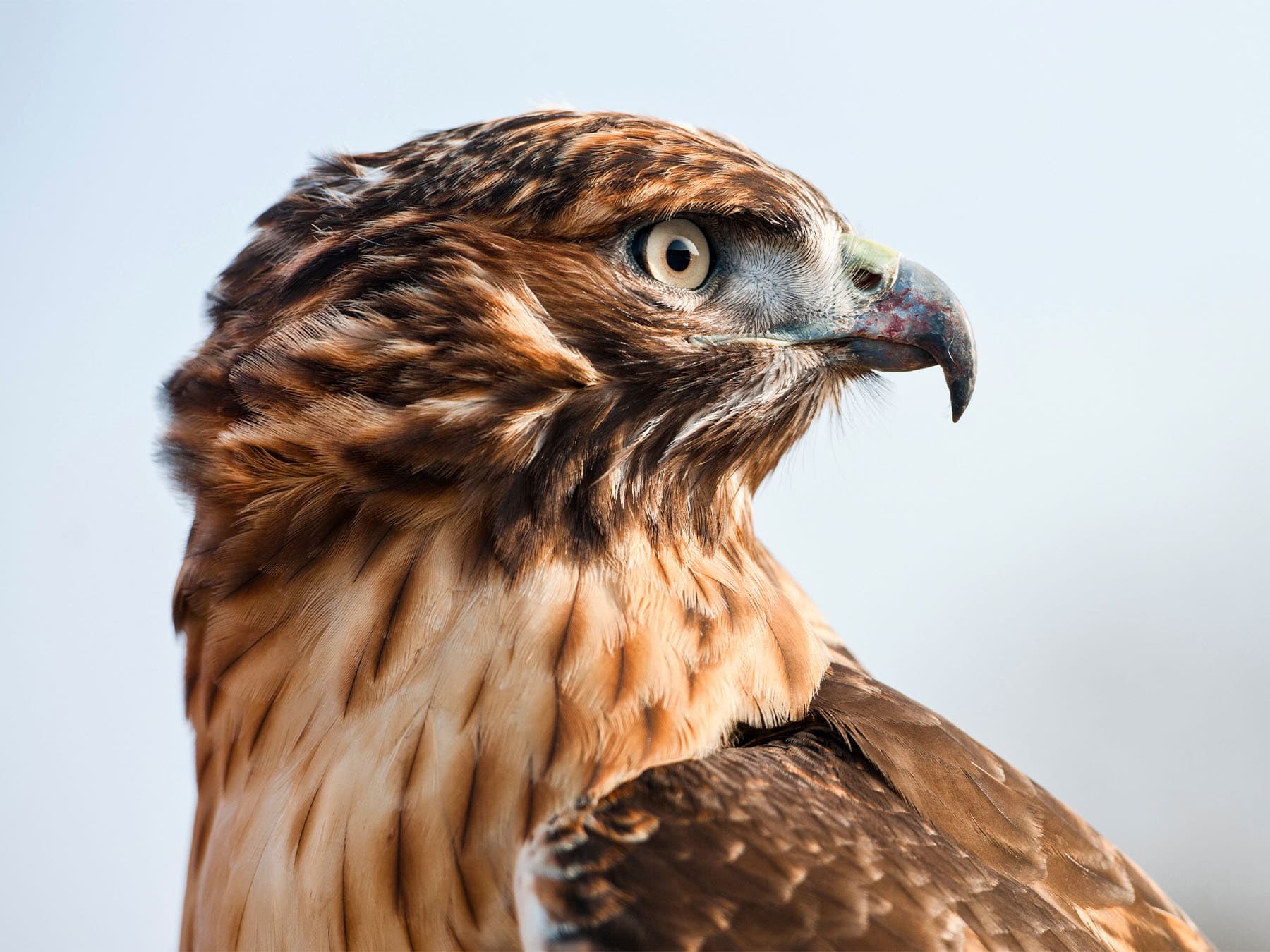 Red-tailed Hawk | Birdfact