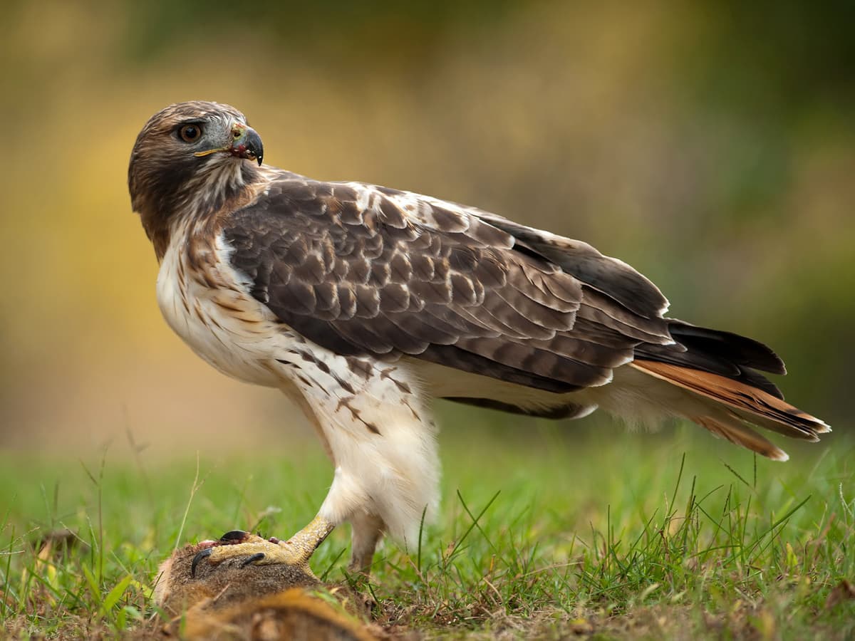 Red-tailed Hawk | Birdfact