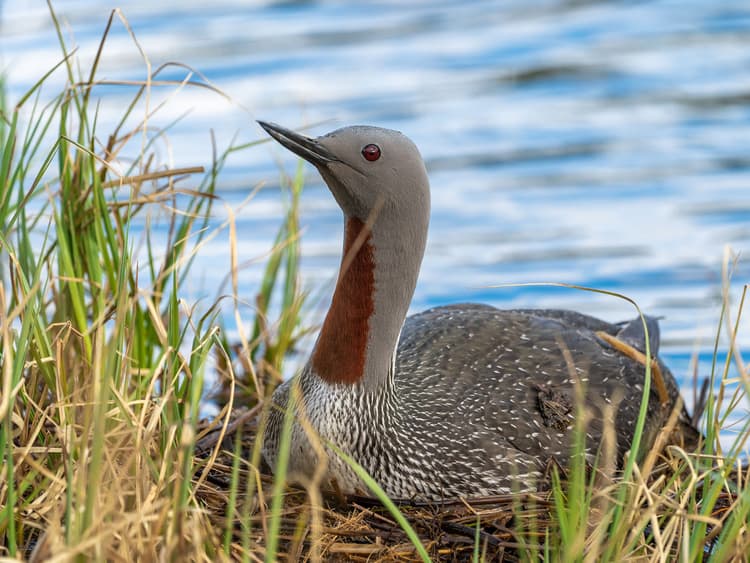 Red-throated Loon | Birdfact