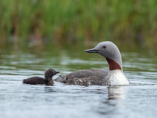 Red-throated Loon | Birdfact