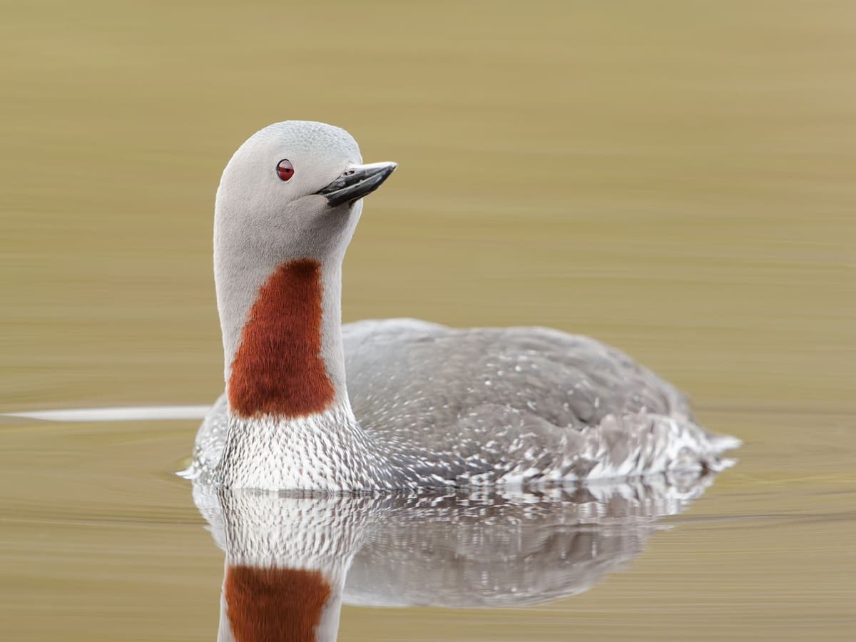 Red-throated Loon | Birdfact
