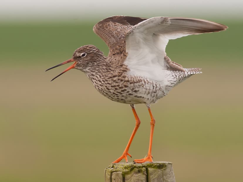 Redshank | Birdfact