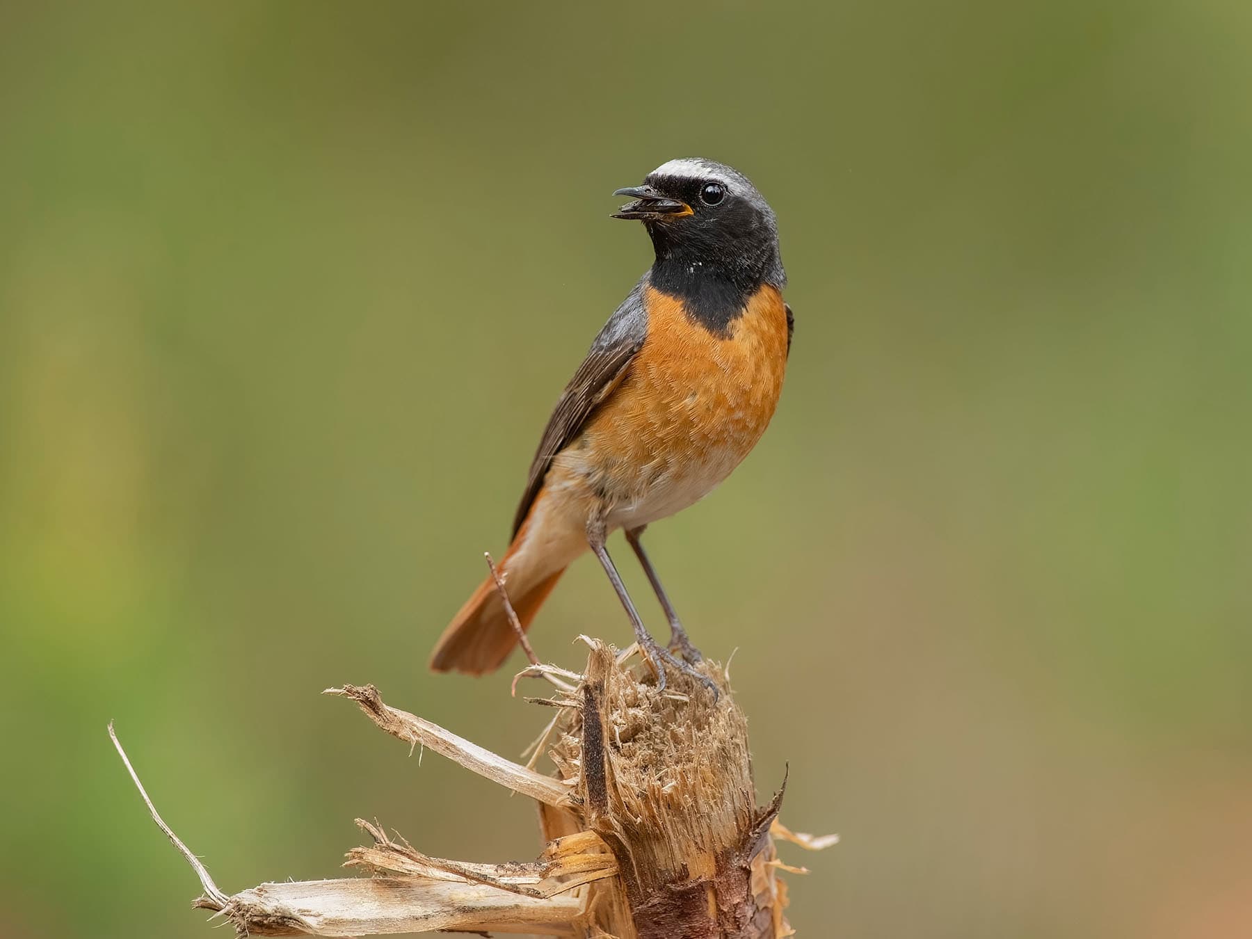 Common Redstart | Birdfact