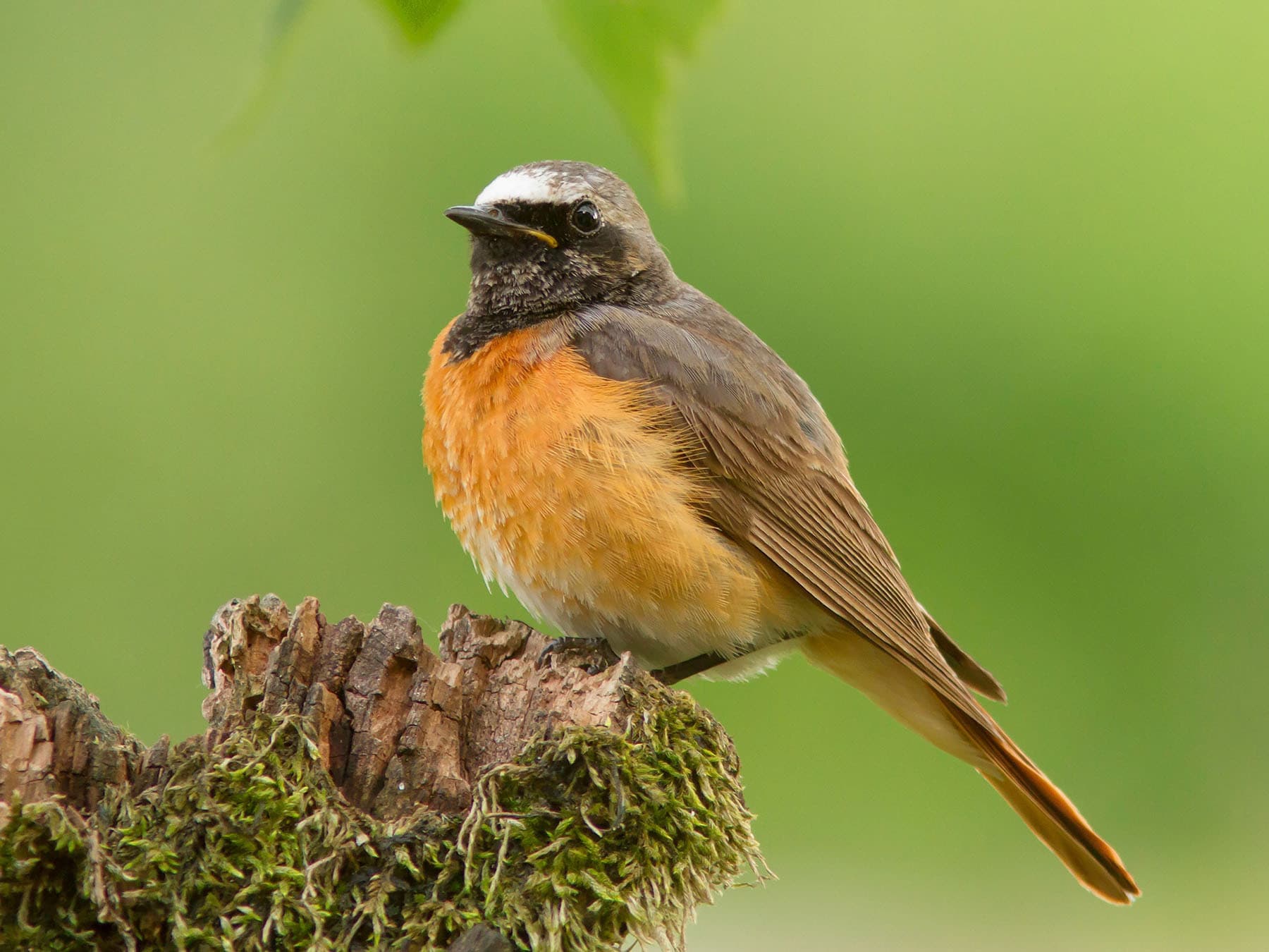 Common Redstart | Birdfact