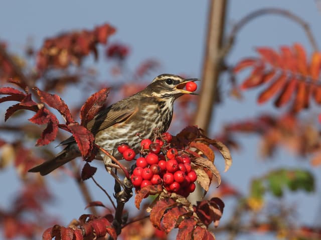 Thrushes In The UK (Complete Guide with Pictures) | Birdfact
