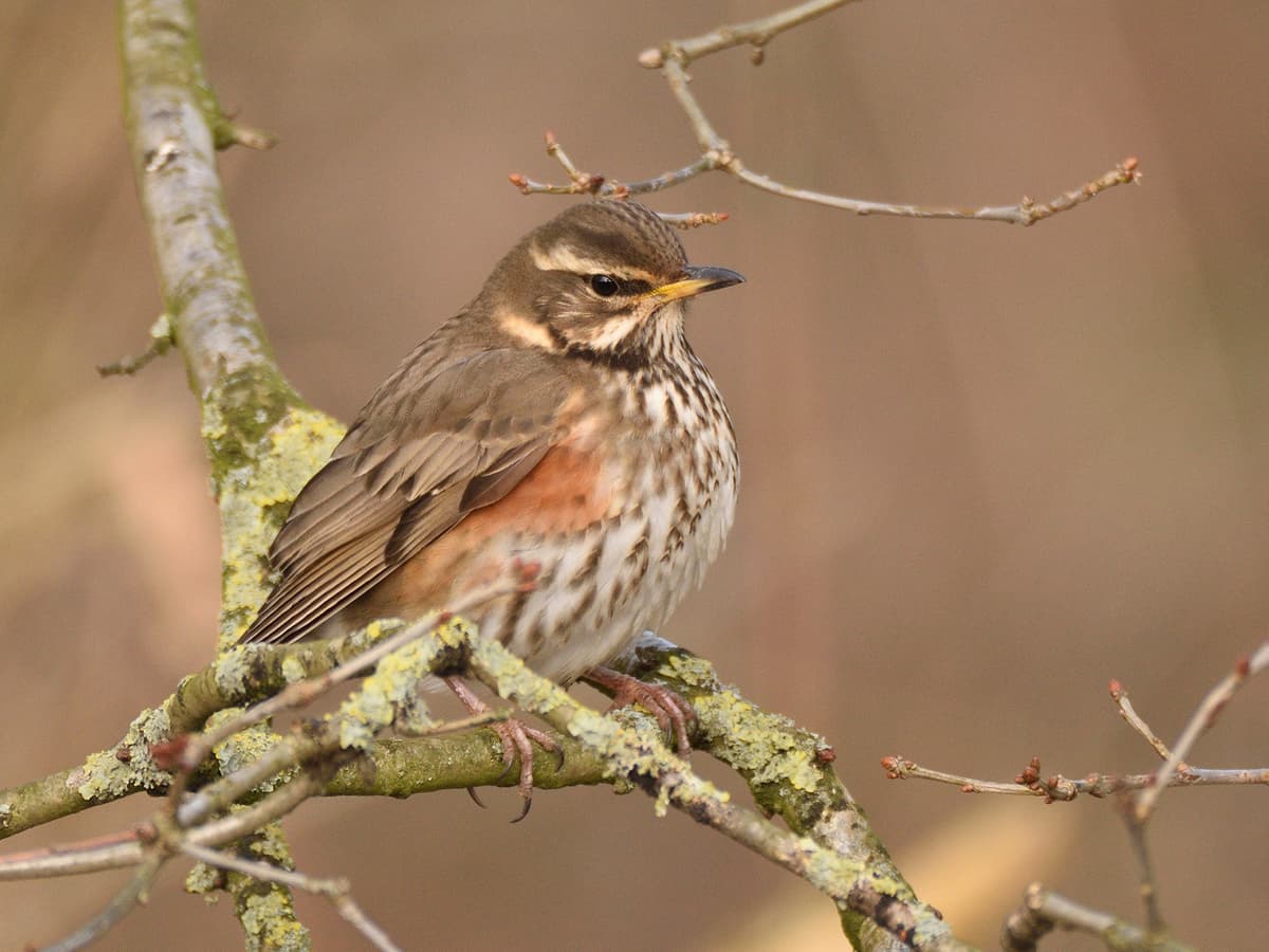 Redwing | Birdfact