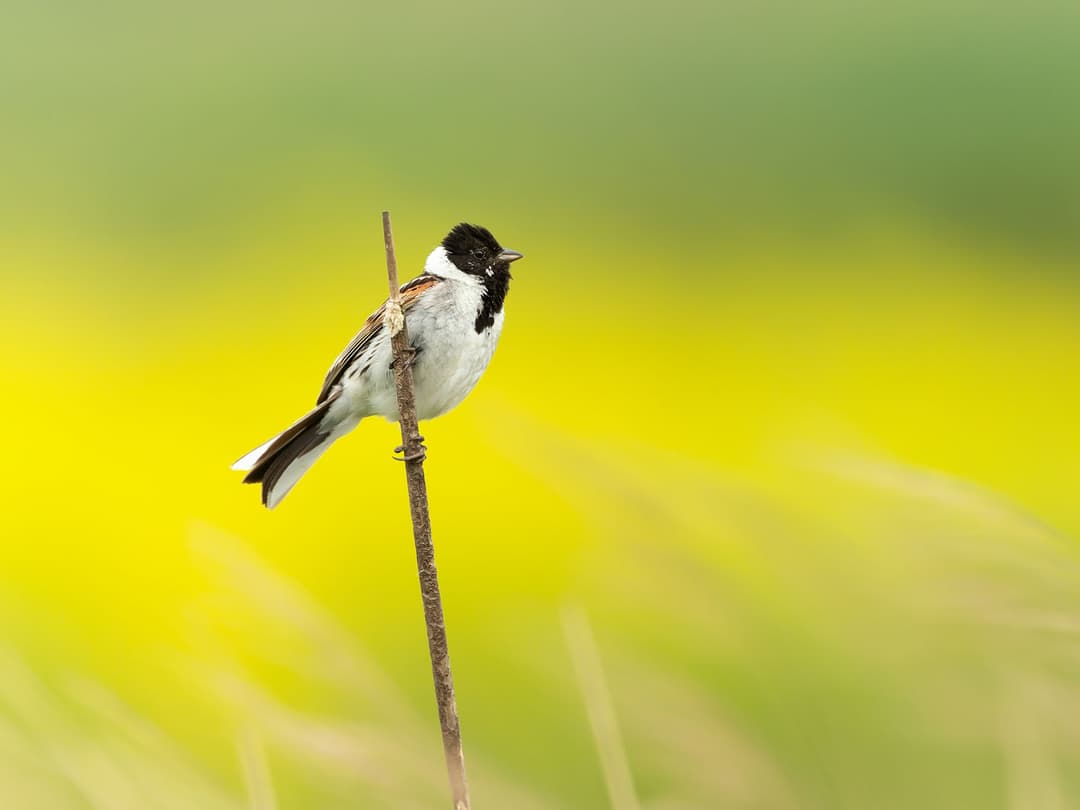 Reed Bunting | Birdfact