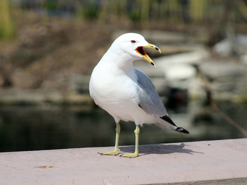 Ring-billed Gull | Birdfact