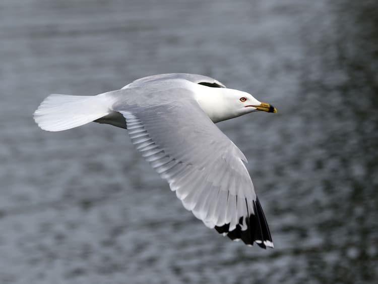 Ring-billed Gull | Birdfact