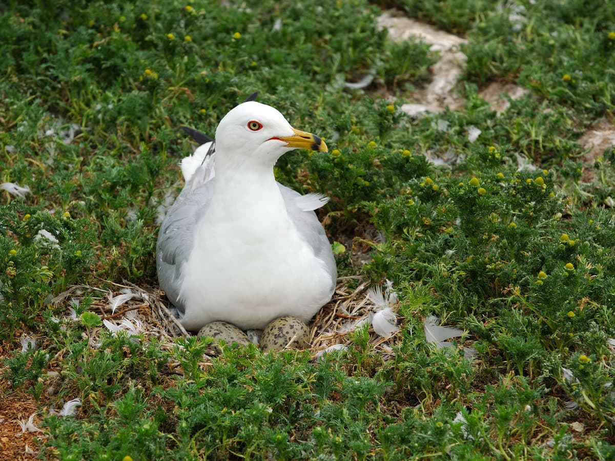 Ring-billed Gull | Birdfact