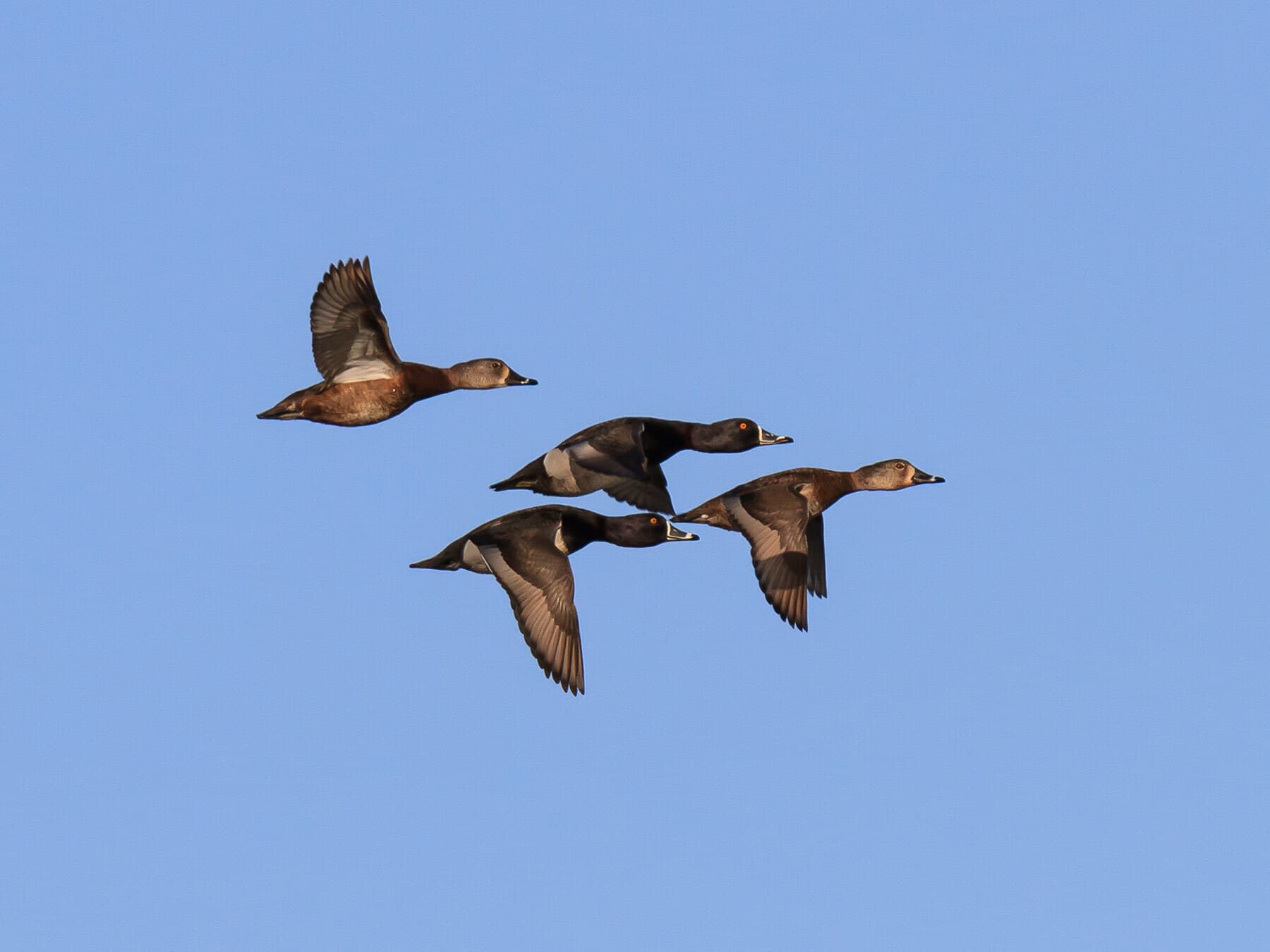 Do Ducks Migrate (All You Need To Know) | Birdfact