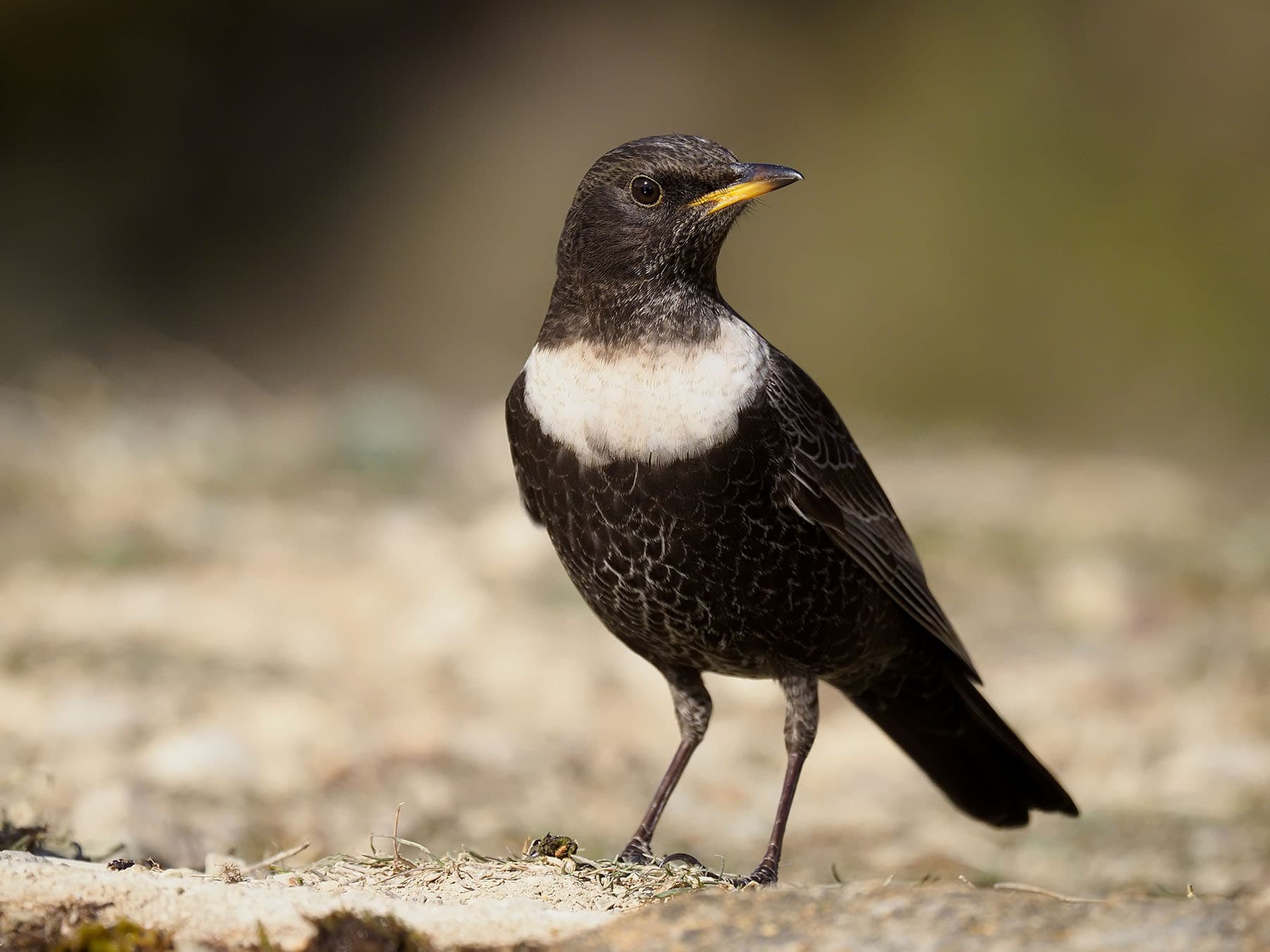 Ring Ouzel | Birdfact
