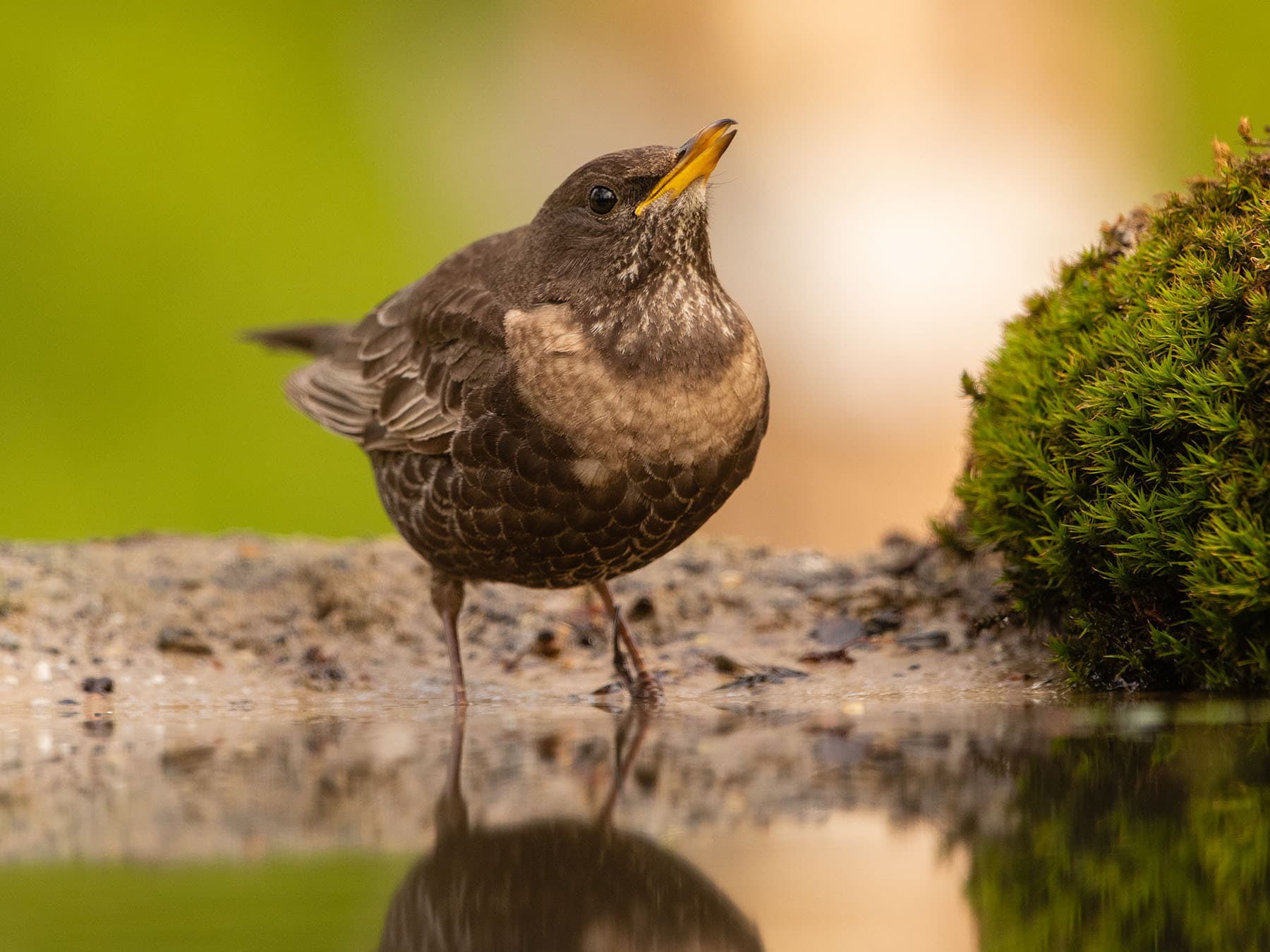 Ring Ouzel | Birdfact