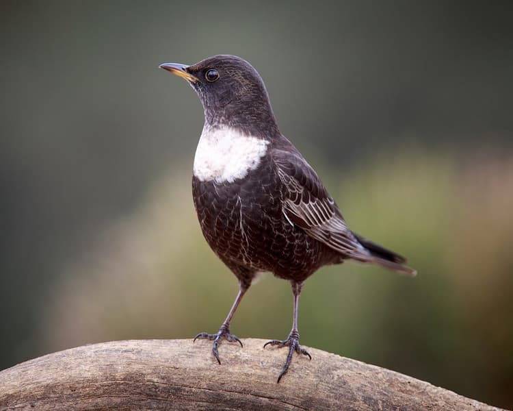 Ring Ouzel | Birdfact