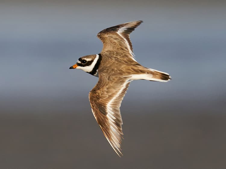 Ringed Plover | Birdfact