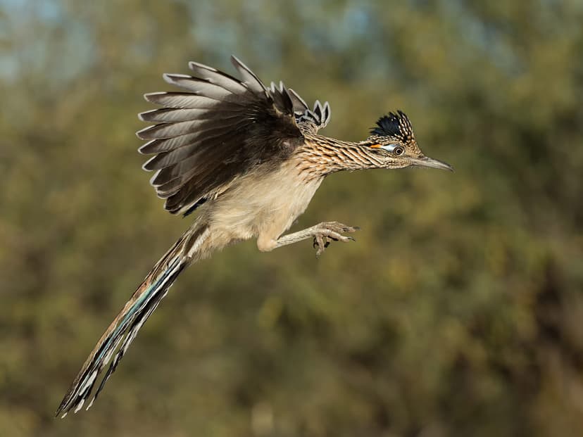 Can Roadrunners Fly? | Birdfact