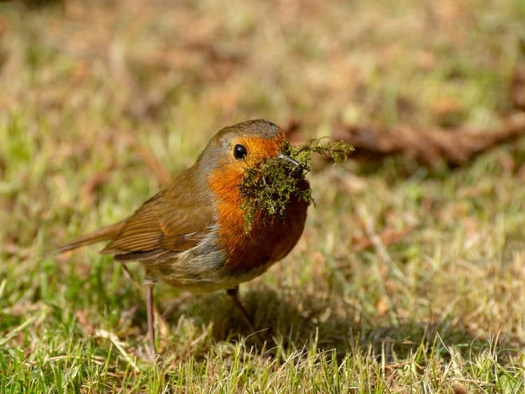 Robin Nesting in UK Gardens: When, Where & How to Help | Birdfact