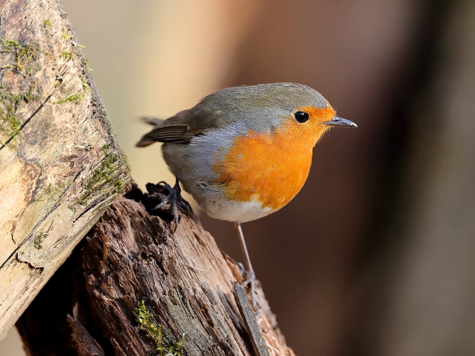 Do Robins Migrate? (European Robin Migration Guide) | Birdfact