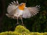 European Robin | Birdfact