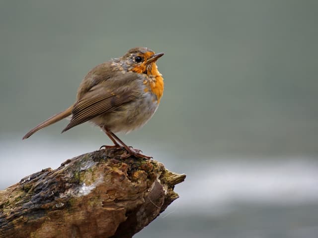 Do Robins Migrate? (European Robin Migration Guide) | Birdfact