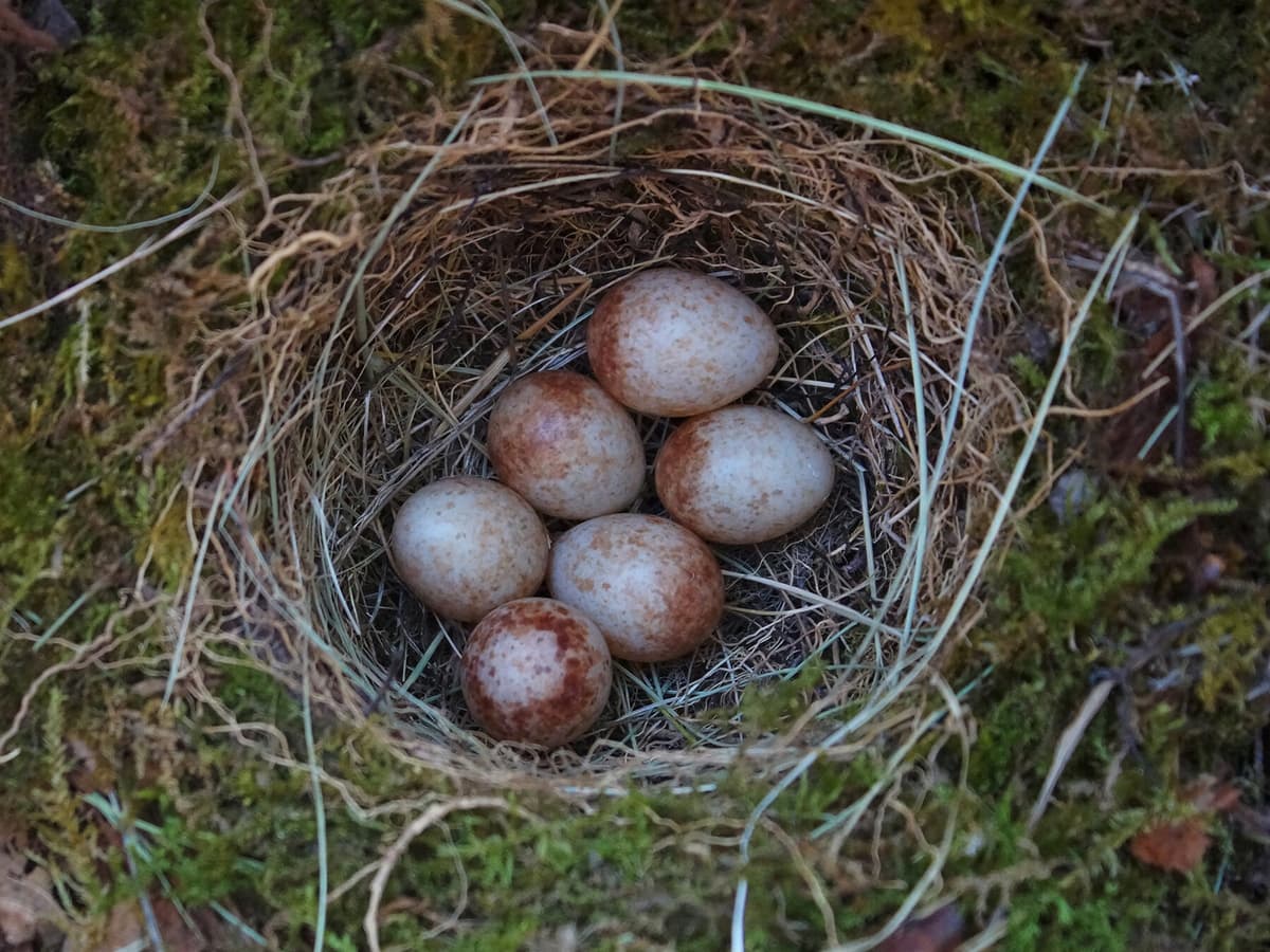 Robin Nesting in UK Gardens: When, Where & How to Help | Birdfact