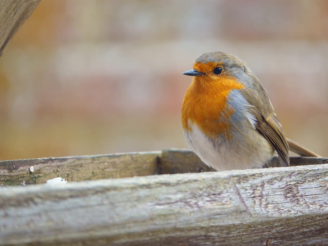 Do Robins Migrate? (European Robin Migration Guide) | Birdfact