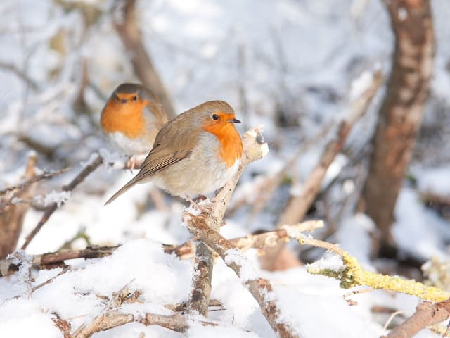 European Robin | Birdfact