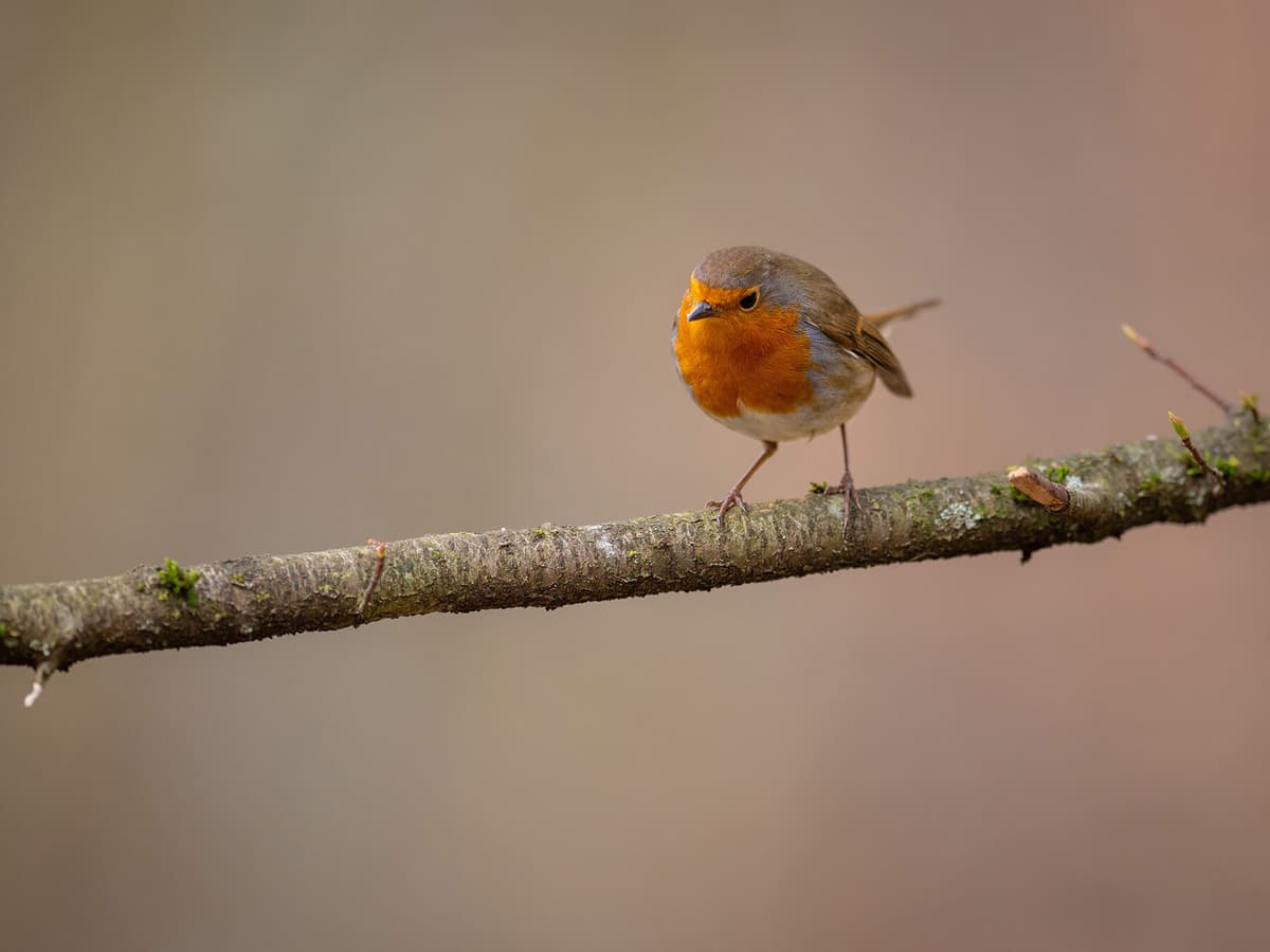 Do Robins Migrate? (European Robin Migration Guide) | Birdfact