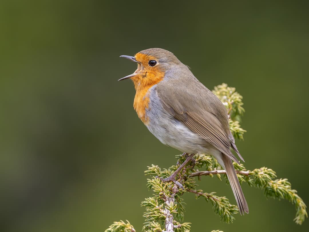 How Long Do Robins Live? (European Robin Lifespan) | Birdfact