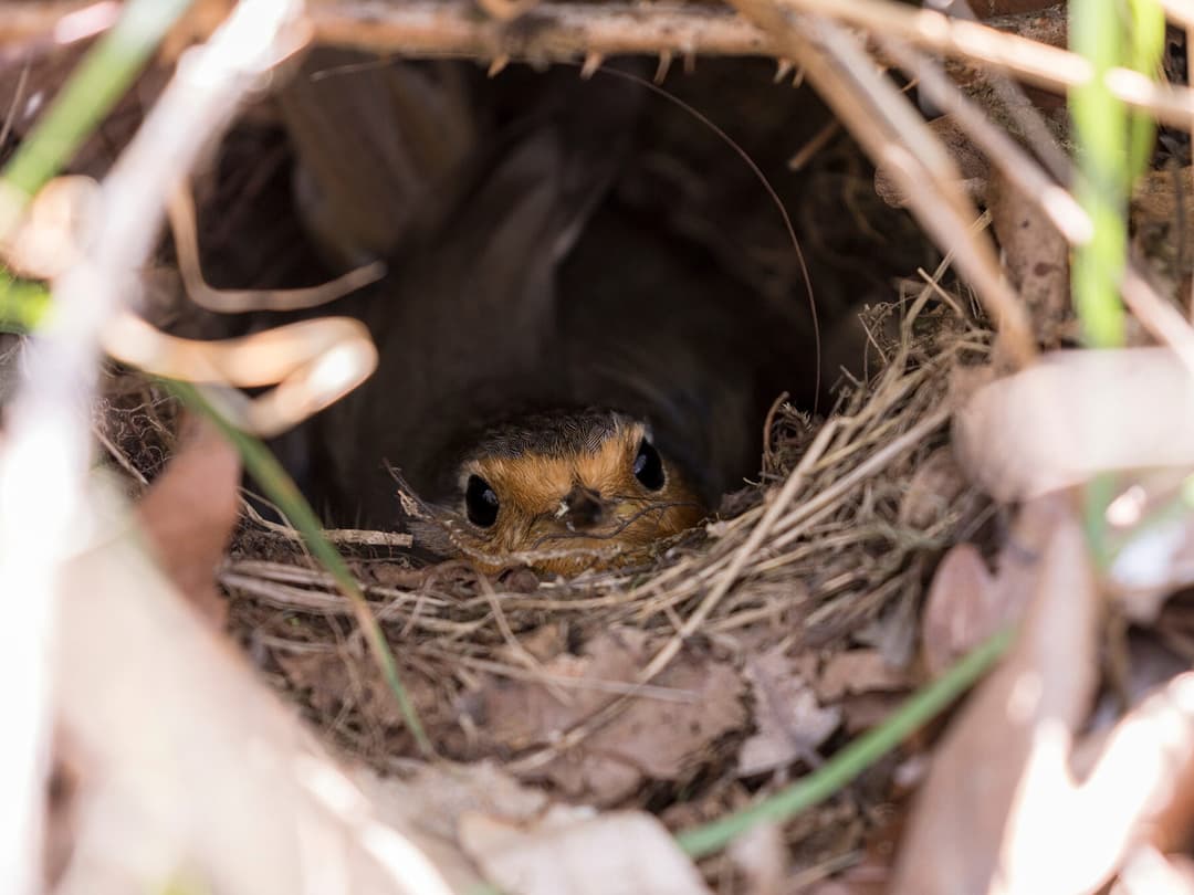 The Life of Baby Robins: From Hatchlings to Fledglings | Birdfact