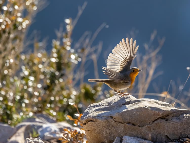 Do Robins Migrate? (European Robin Migration Guide) | Birdfact