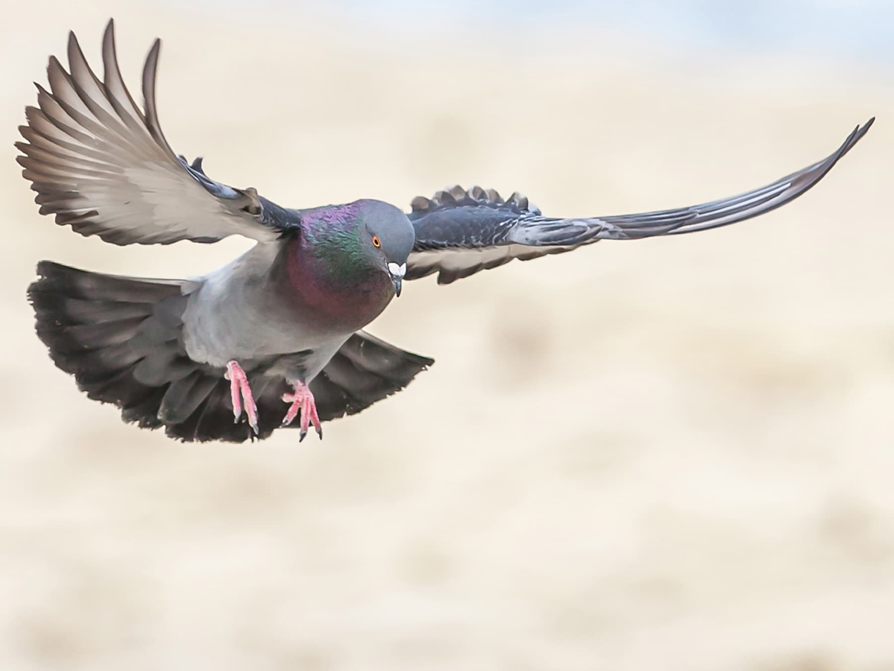 Rock Dove | Birdfact