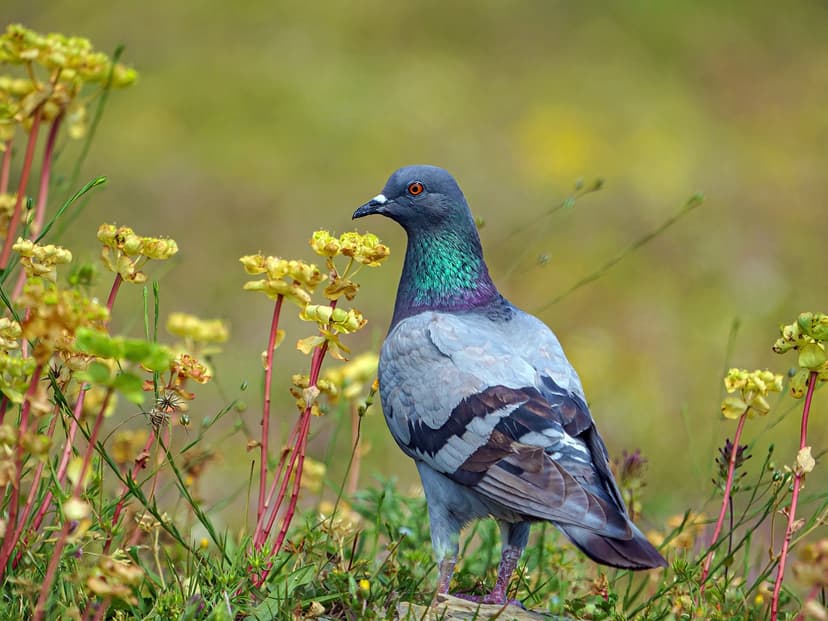 Rock Dove | Birdfact