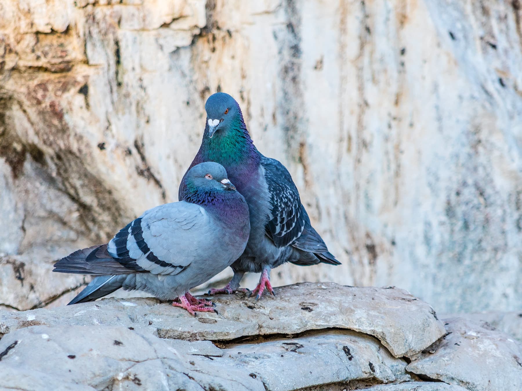 Rock Dove | Birdfact
