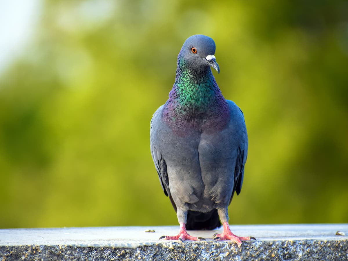 Rock Dove | Birdfact