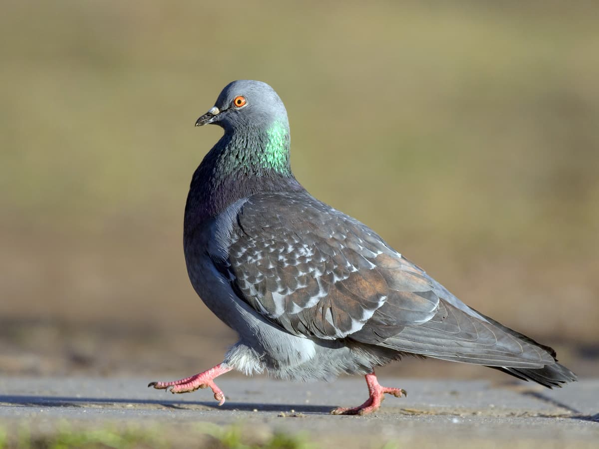 Rock Dove | Birdfact