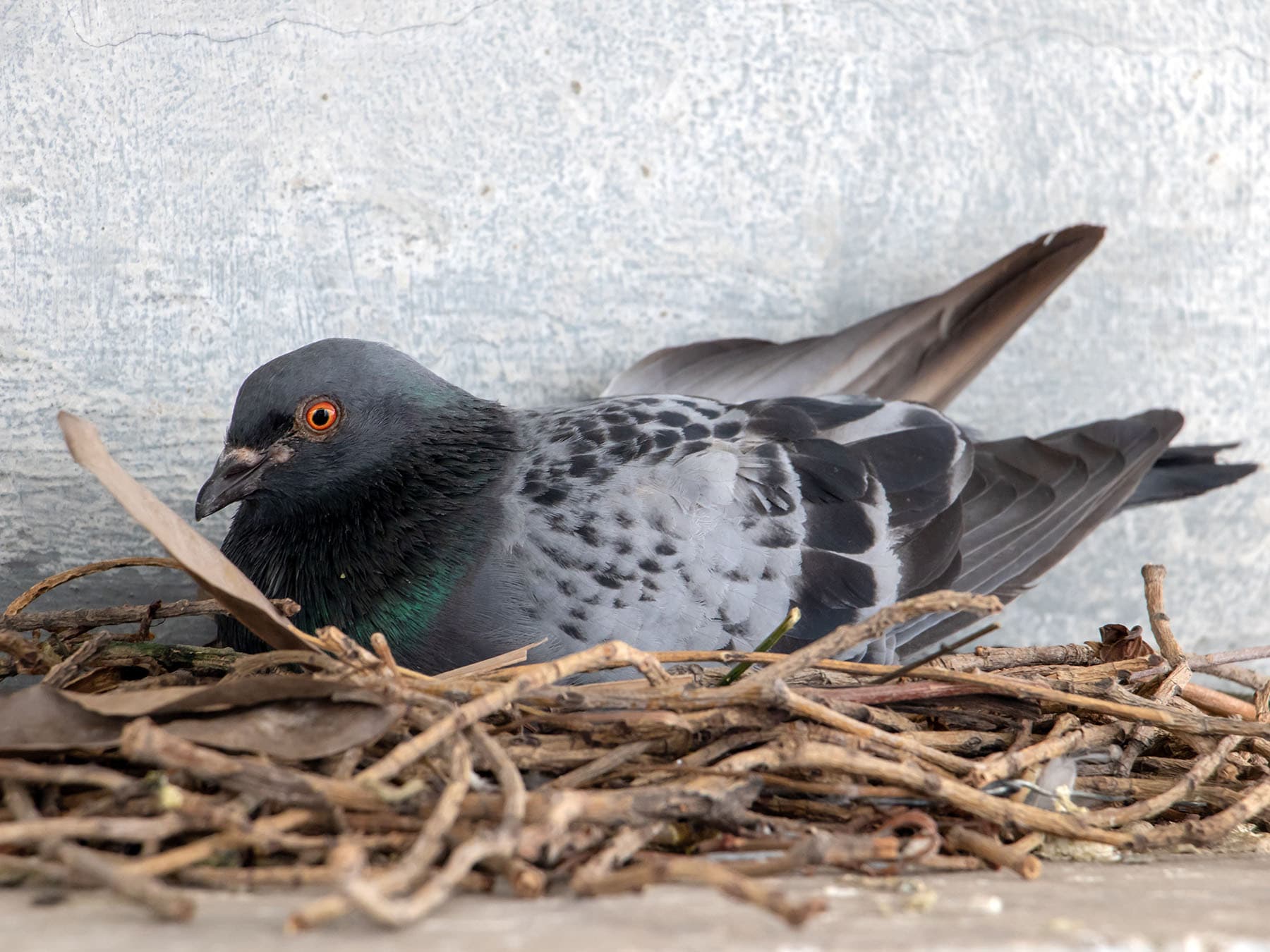 Pigeon Nesting Habits and Behavior: An In-depth Look | Birdfact