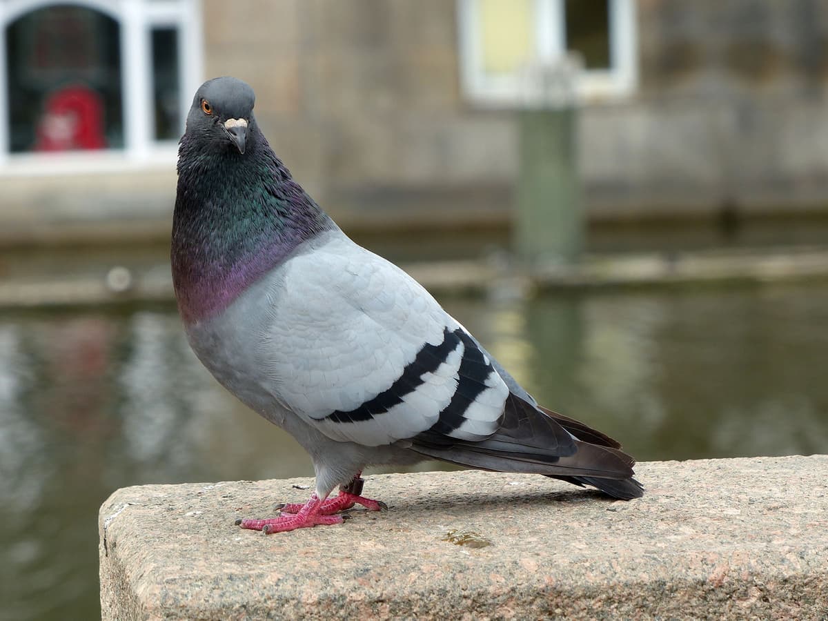 How Long Do Pigeons Live? Insights into Their Life and Longevity | Birdfact