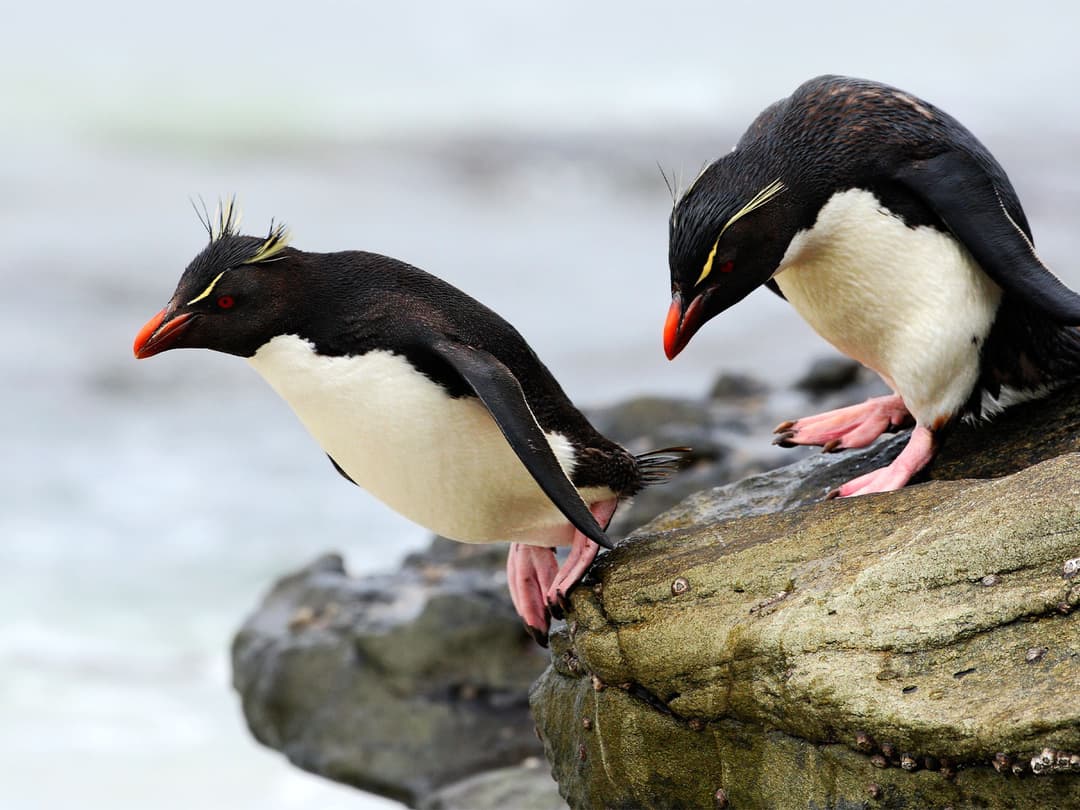 What Do Penguins Eat? An Overview of Penguin Diets Across Species ...