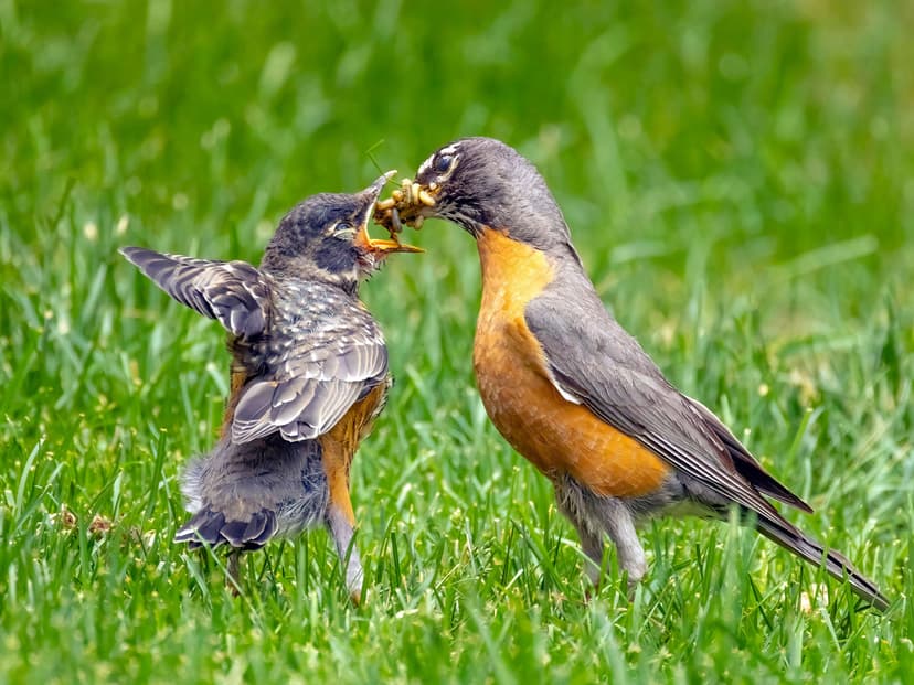 role of hormones in bird behavior and physiology | Birdfact