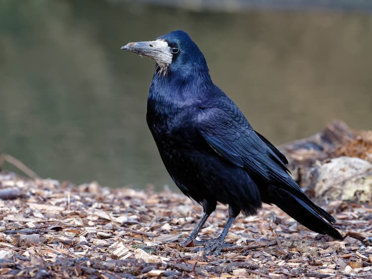 Crows in the UK: Complete Guide to 8 Species | Birdfact