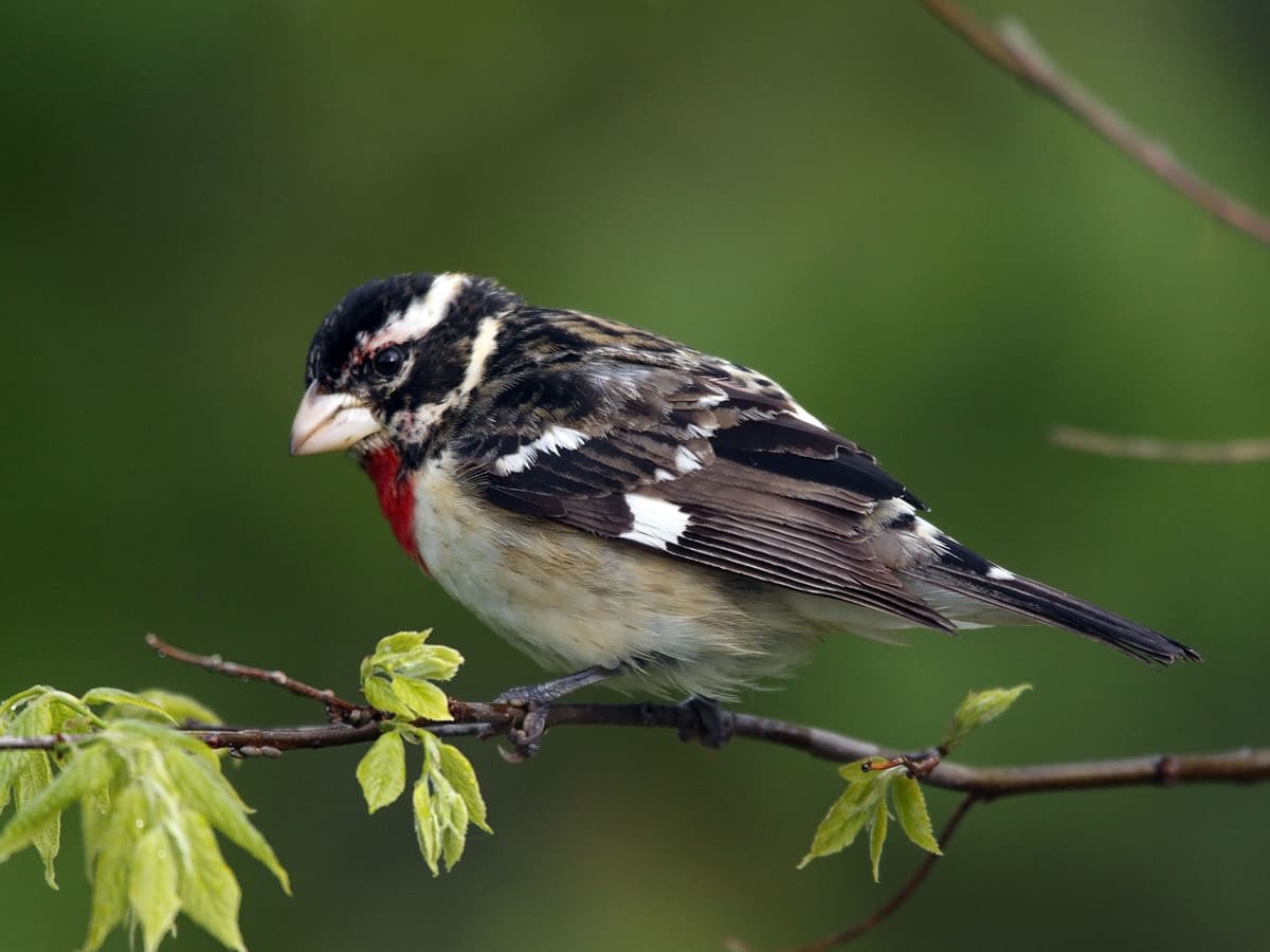 Rose-breasted Grosbeak | Birdfact