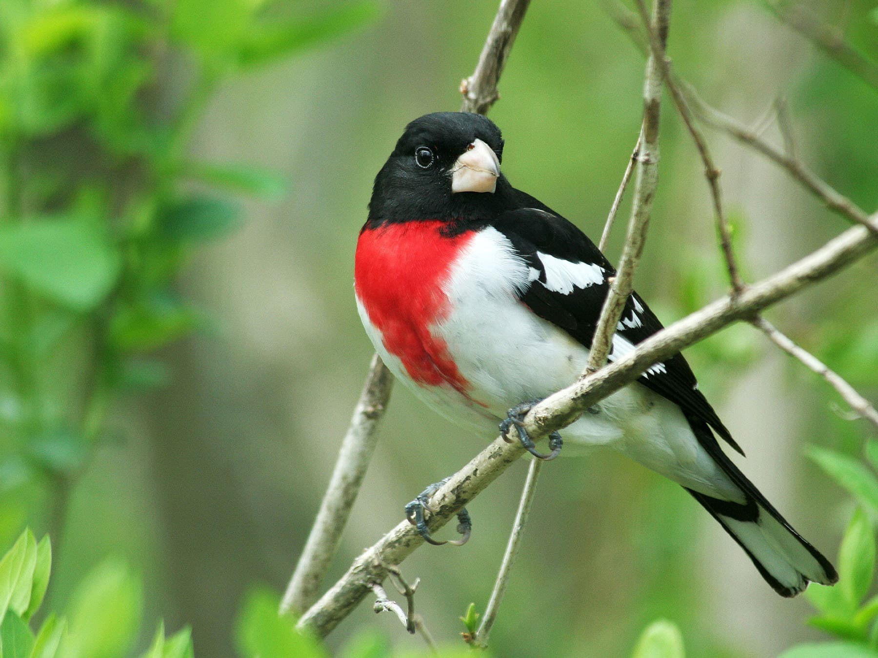 breeding season physiology of birds | Birdfact