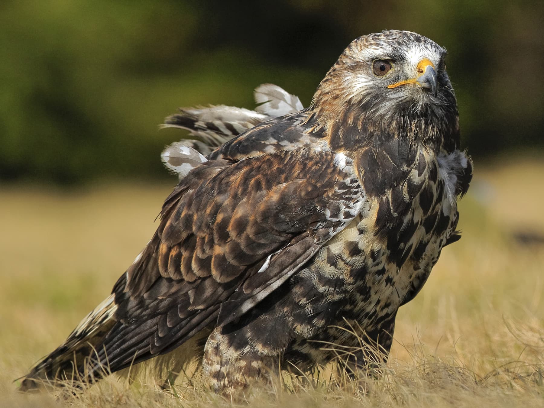 Rough-legged Hawk | Birdfact