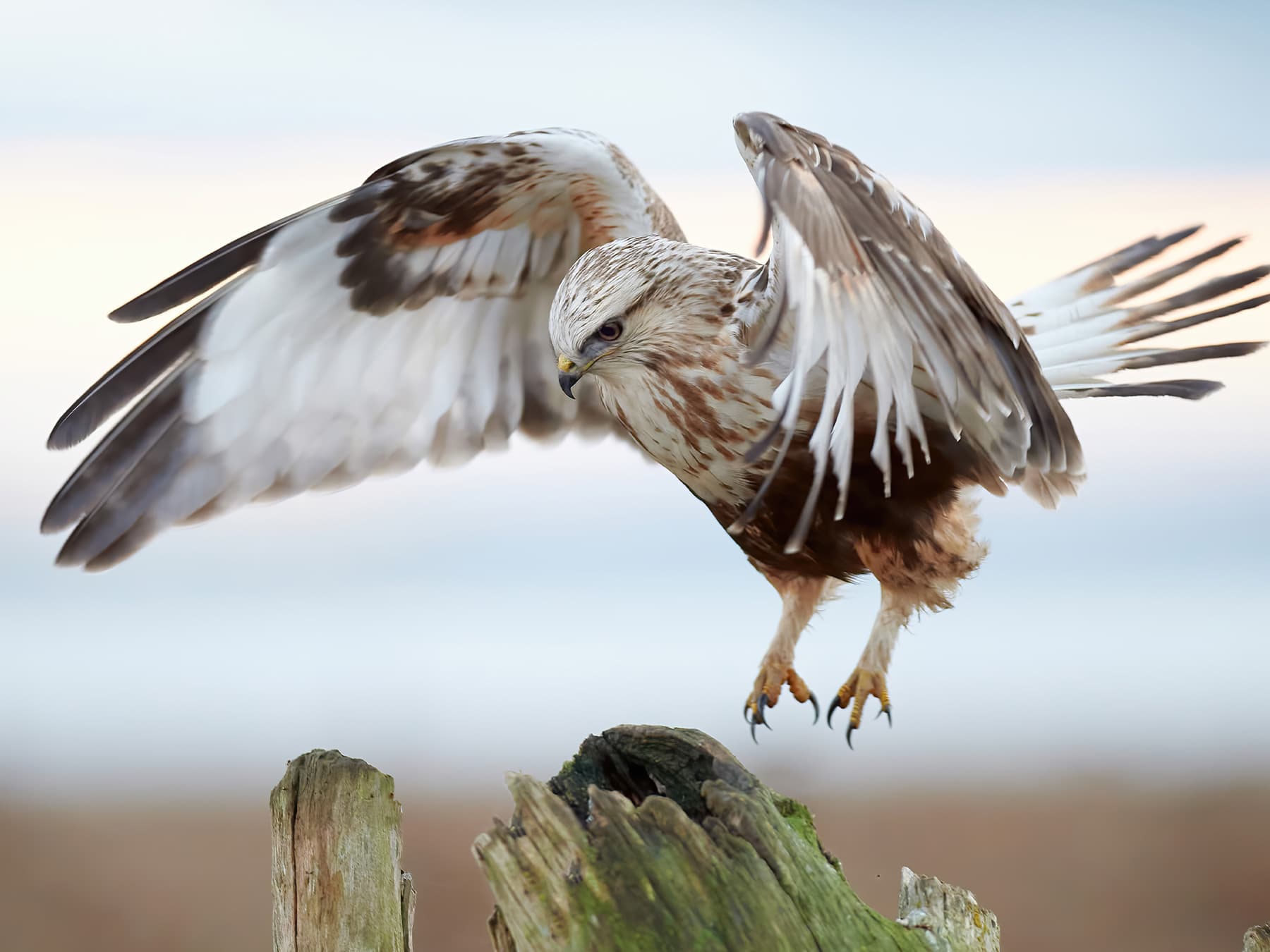Rough-legged Hawk | Birdfact