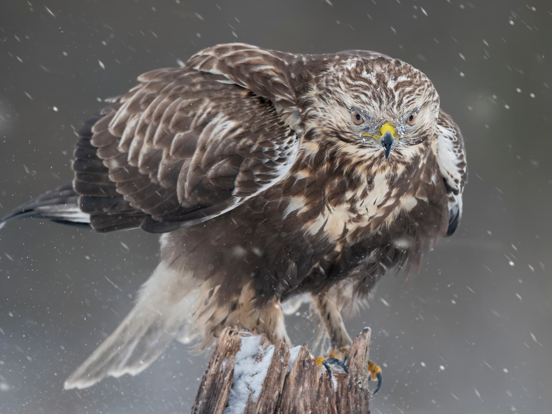 Rough-legged Hawk | Birdfact