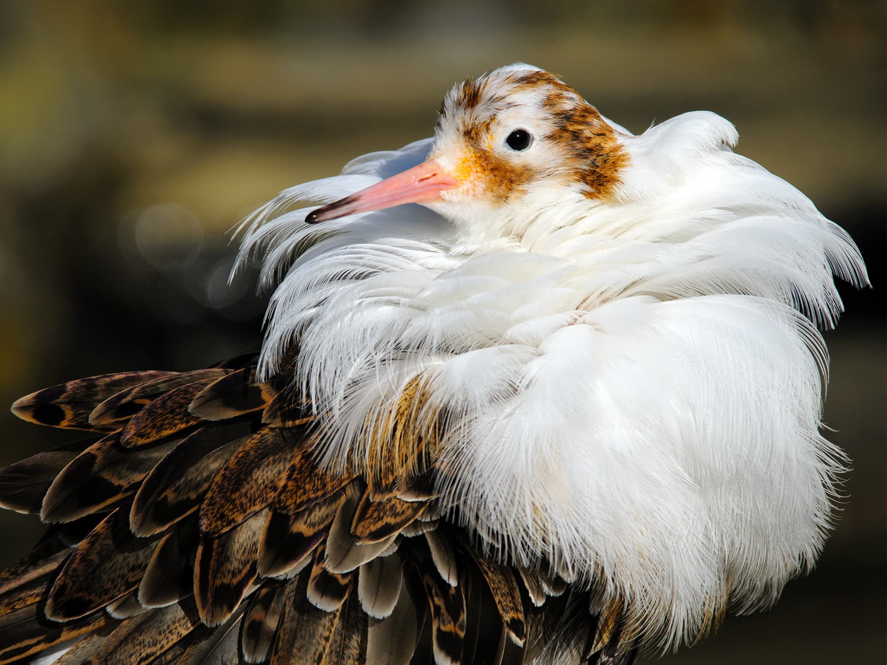 Ruff | Birdfact